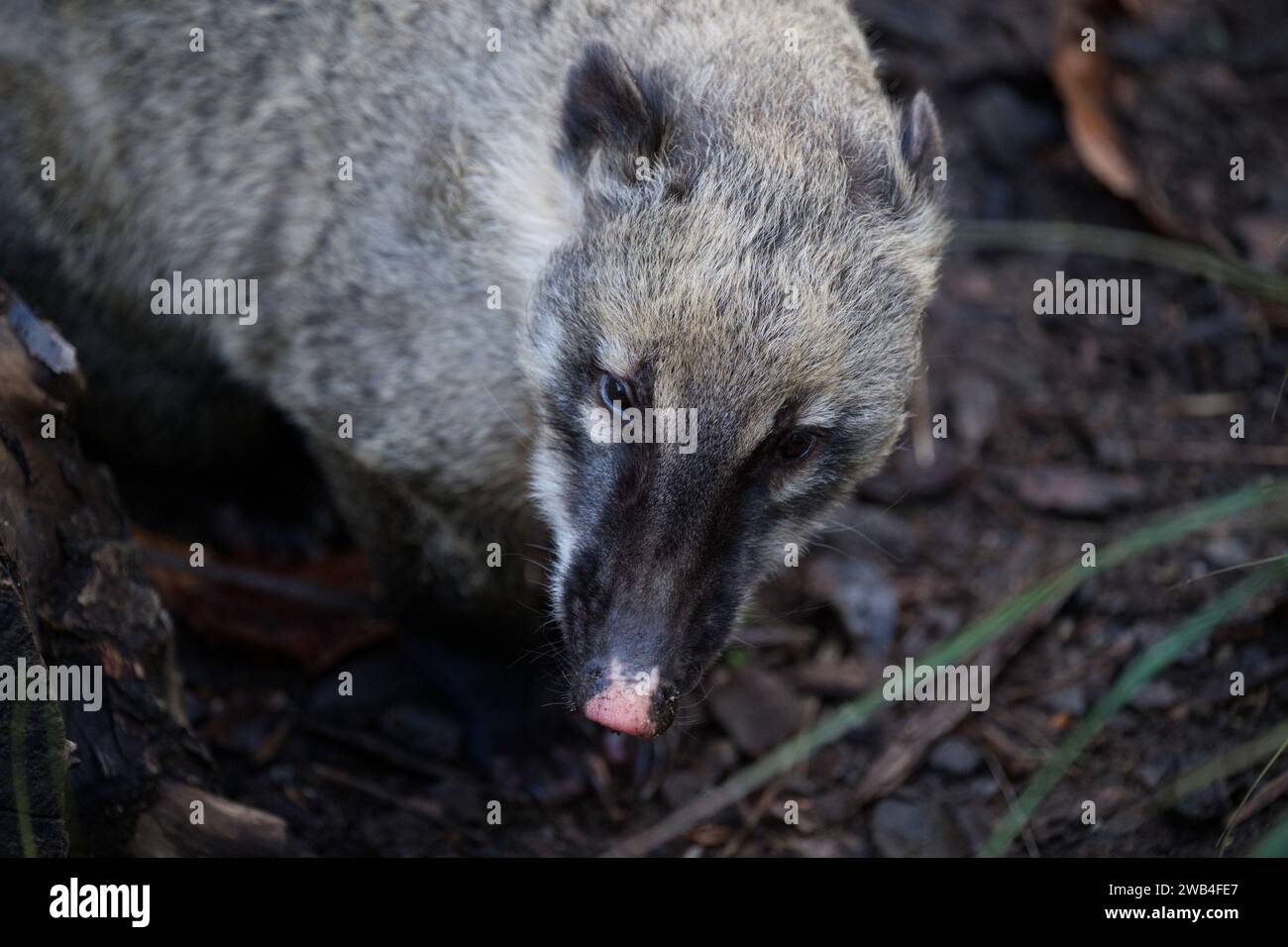South american coati or ring tailed coati nasua nasua hi-res stock ...