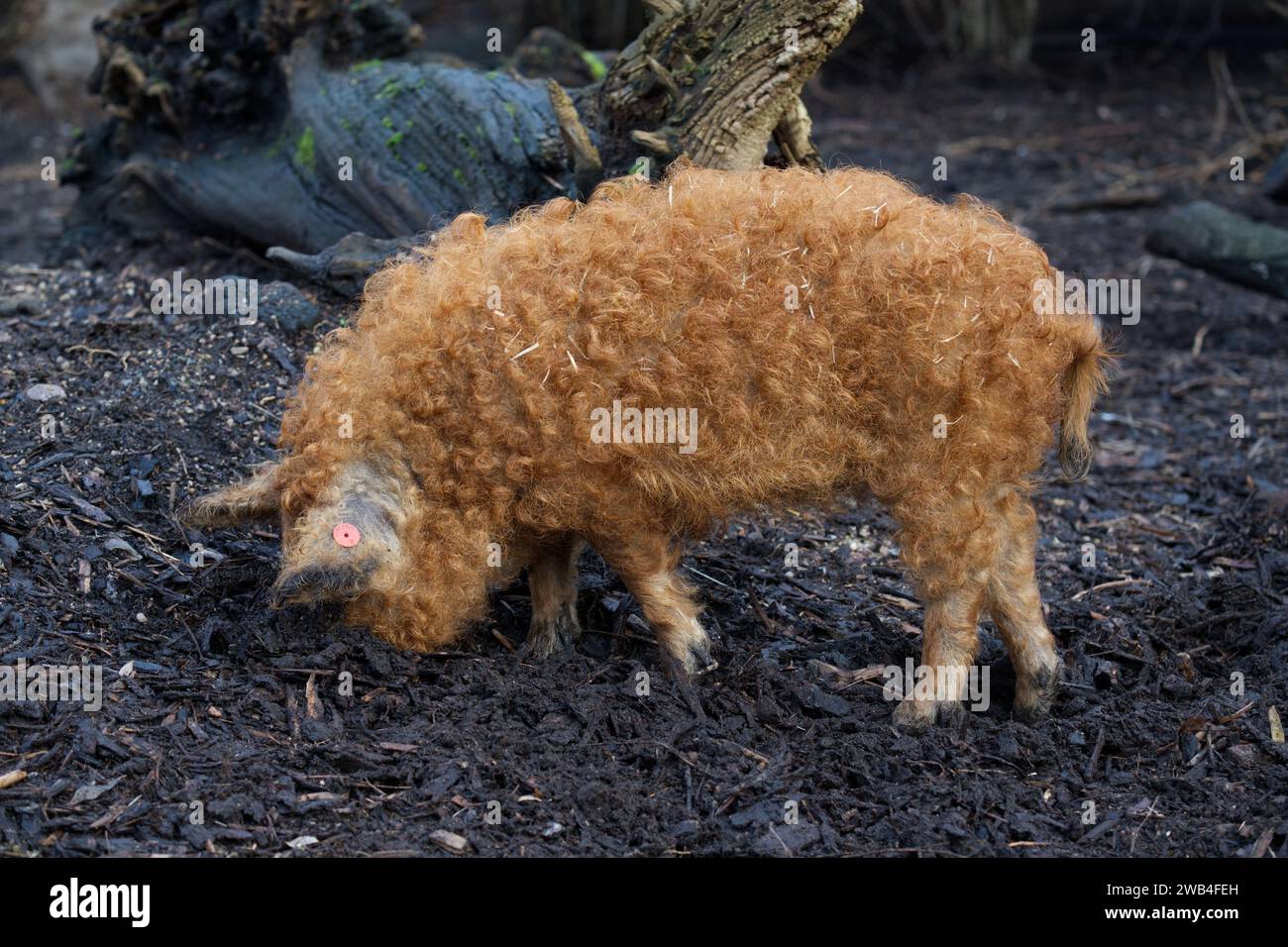 Blonde Mangalica breed of pig at London Zoo Stock Photo - Alamy