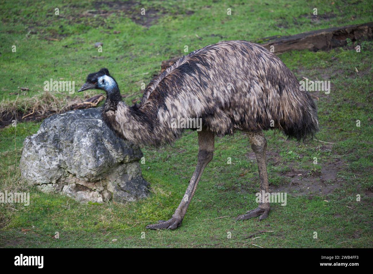 An Emu at London Zoo Stock Photo - Alamy