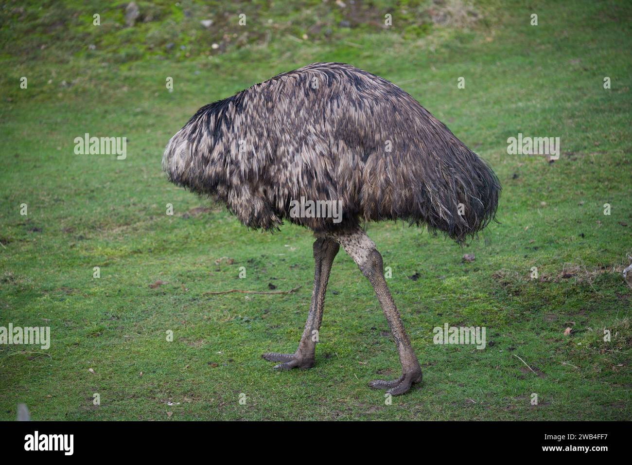 An Emu appearing to have no head at London Zoo Stock Photo - Alamy