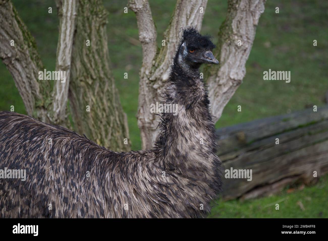 An Emu at London Zoo Stock Photo - Alamy