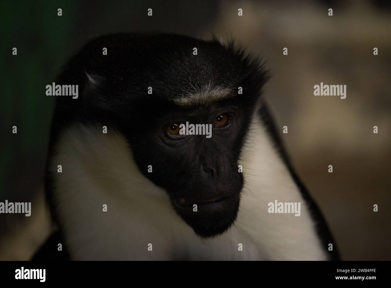 Diana monkey at London Zoo Stock Photo - Alamy