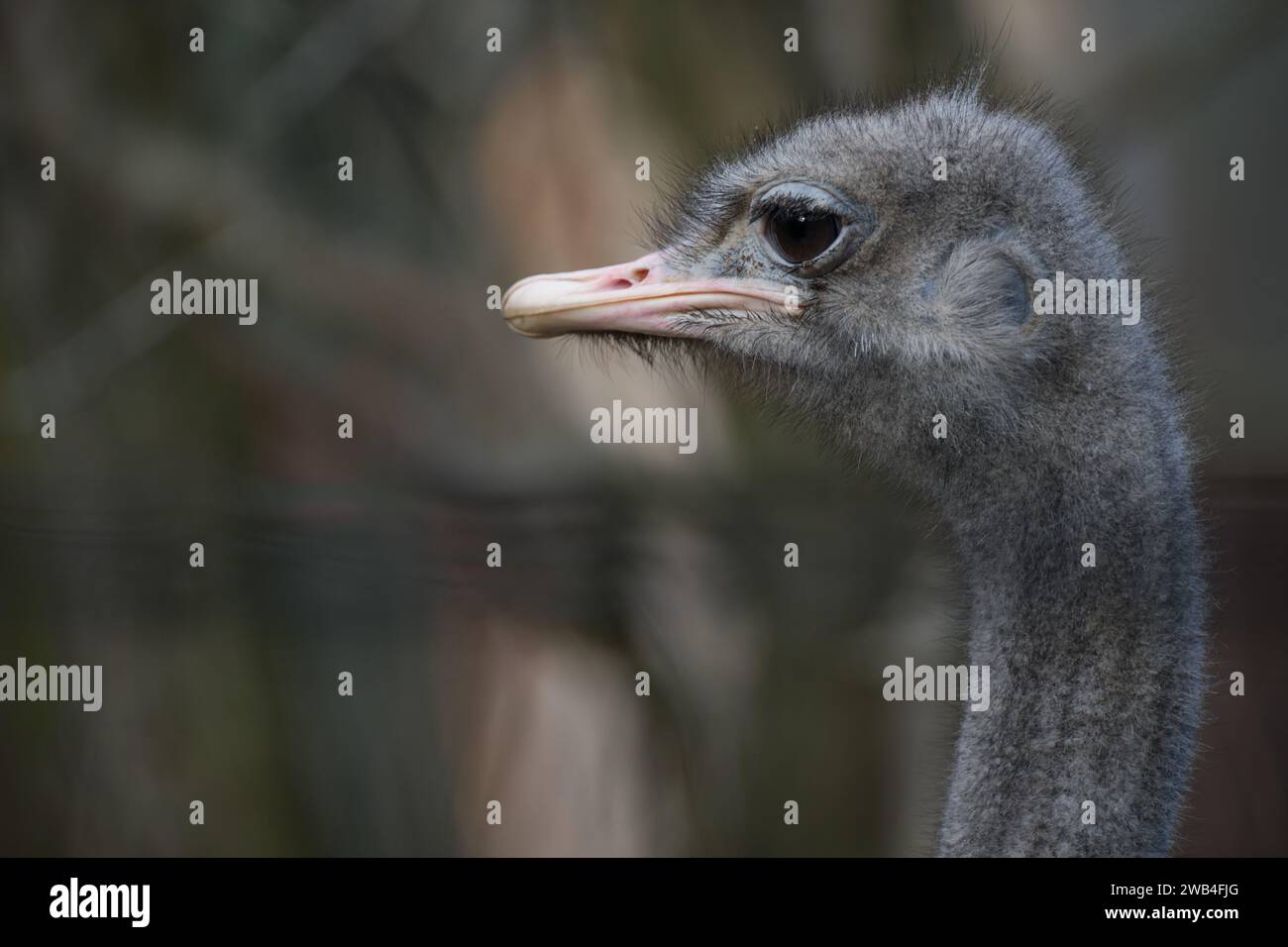 Common ostrich head hi-res stock photography and images - Alamy
