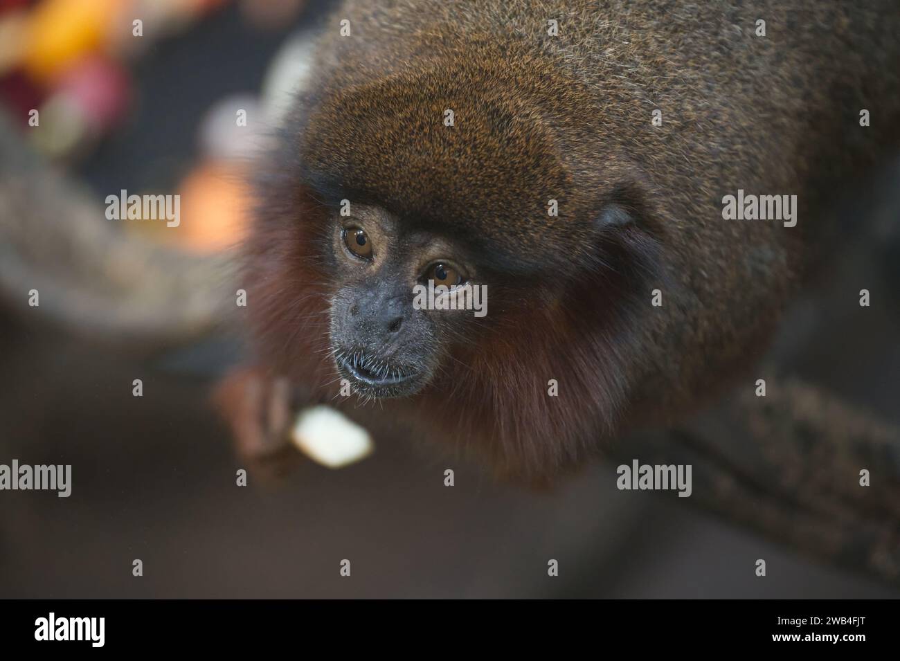 A red titi monkey at London Zoo Stock Photo - Alamy