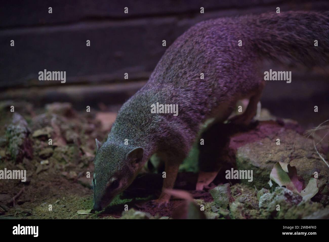Narrow striped mongoose hi-res stock photography and images - Alamy