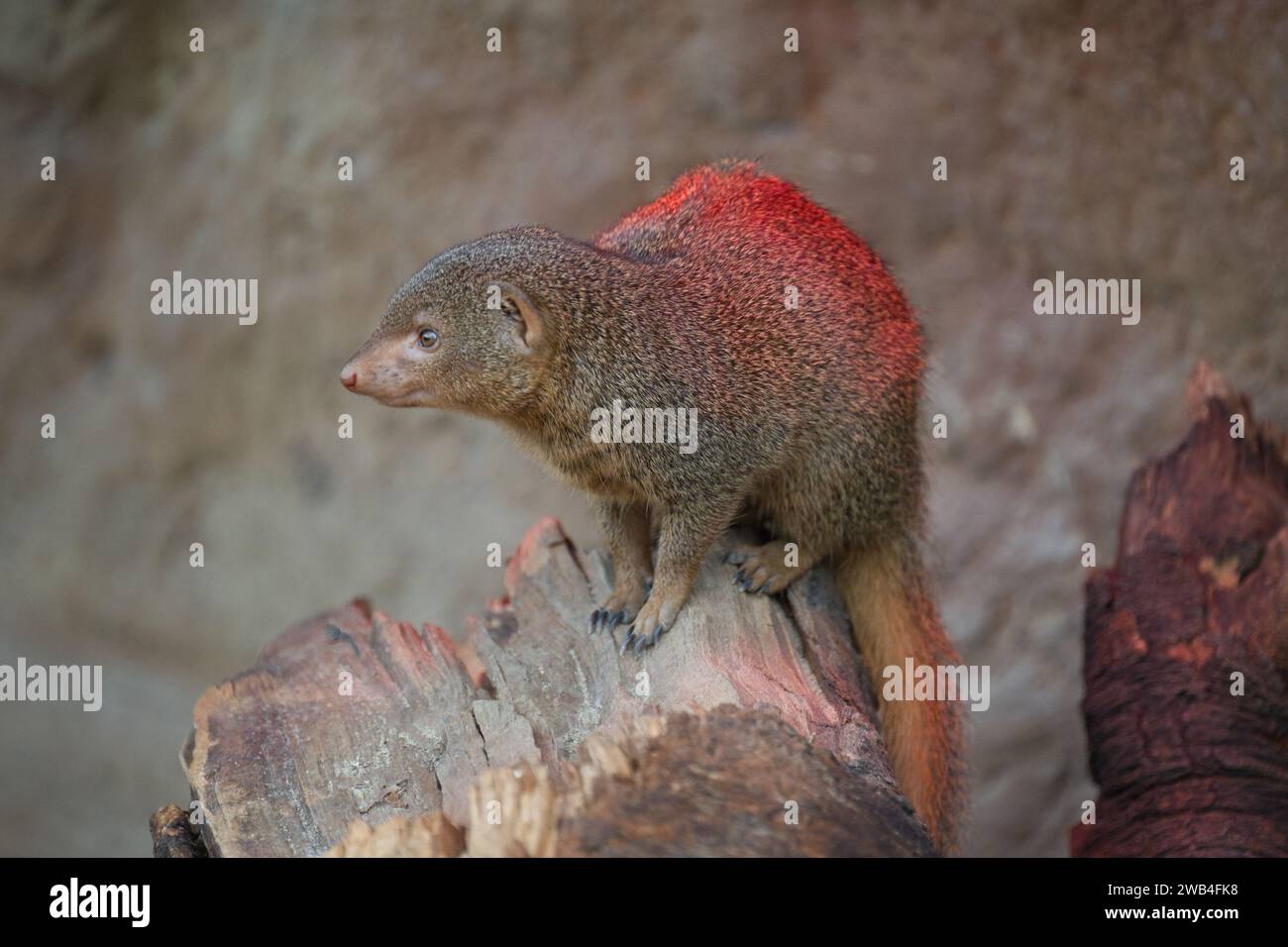 A Dwarf Mongoose on guard duty at London Zoo Stock Photo - Alamy