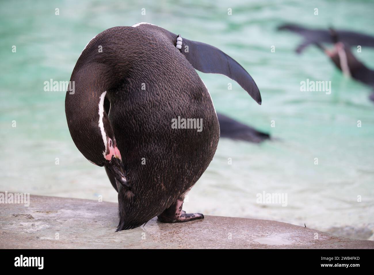 Penguin backside hi-res stock photography and images - Alamy