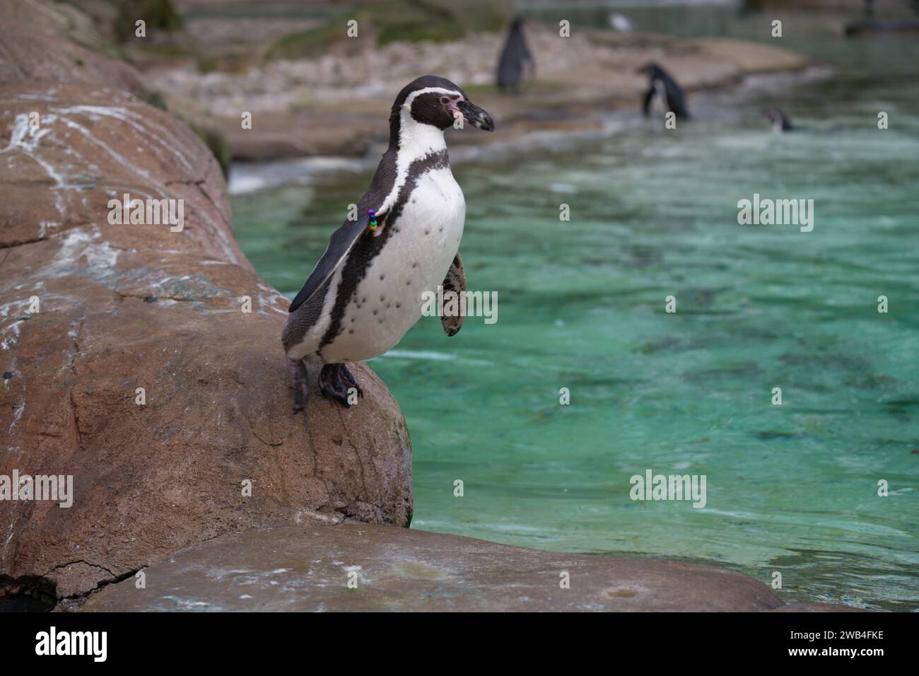 Jumping off rock into water hi-res stock photography and images - Alamy