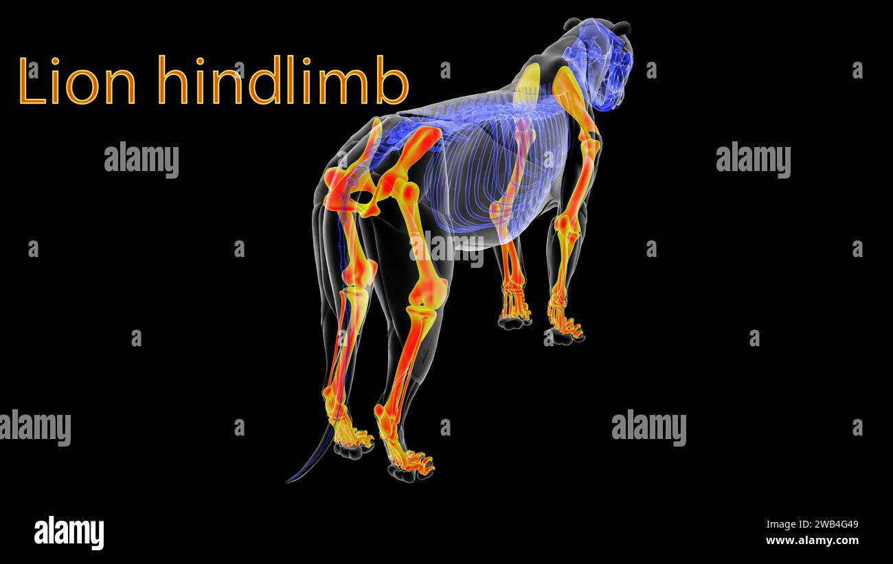 Lion skeleton hind legs anatomy for Medical concept 3D illustration ...