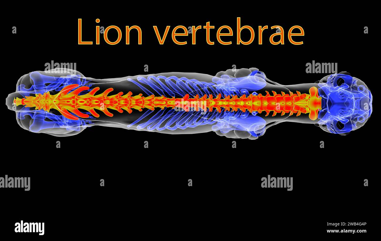 Lion skeleton vertebrae anatomy for medical concept 3D illustration ...