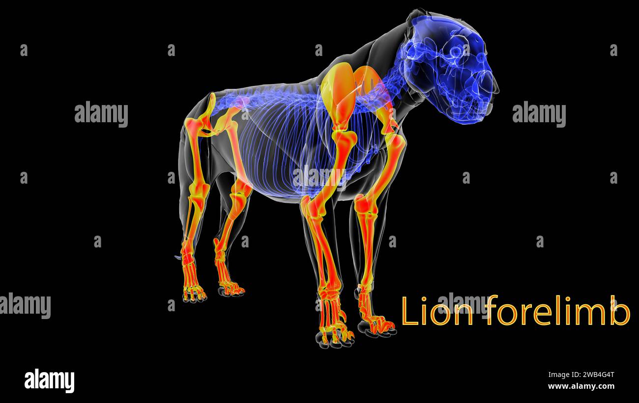 Lion skeleton forelegs anatomy for Medical concept 3D illustration ...