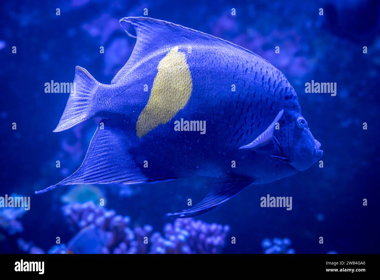 Palais de la Porte Dorée. Tropical fishes. View of a Crescent angel ...
