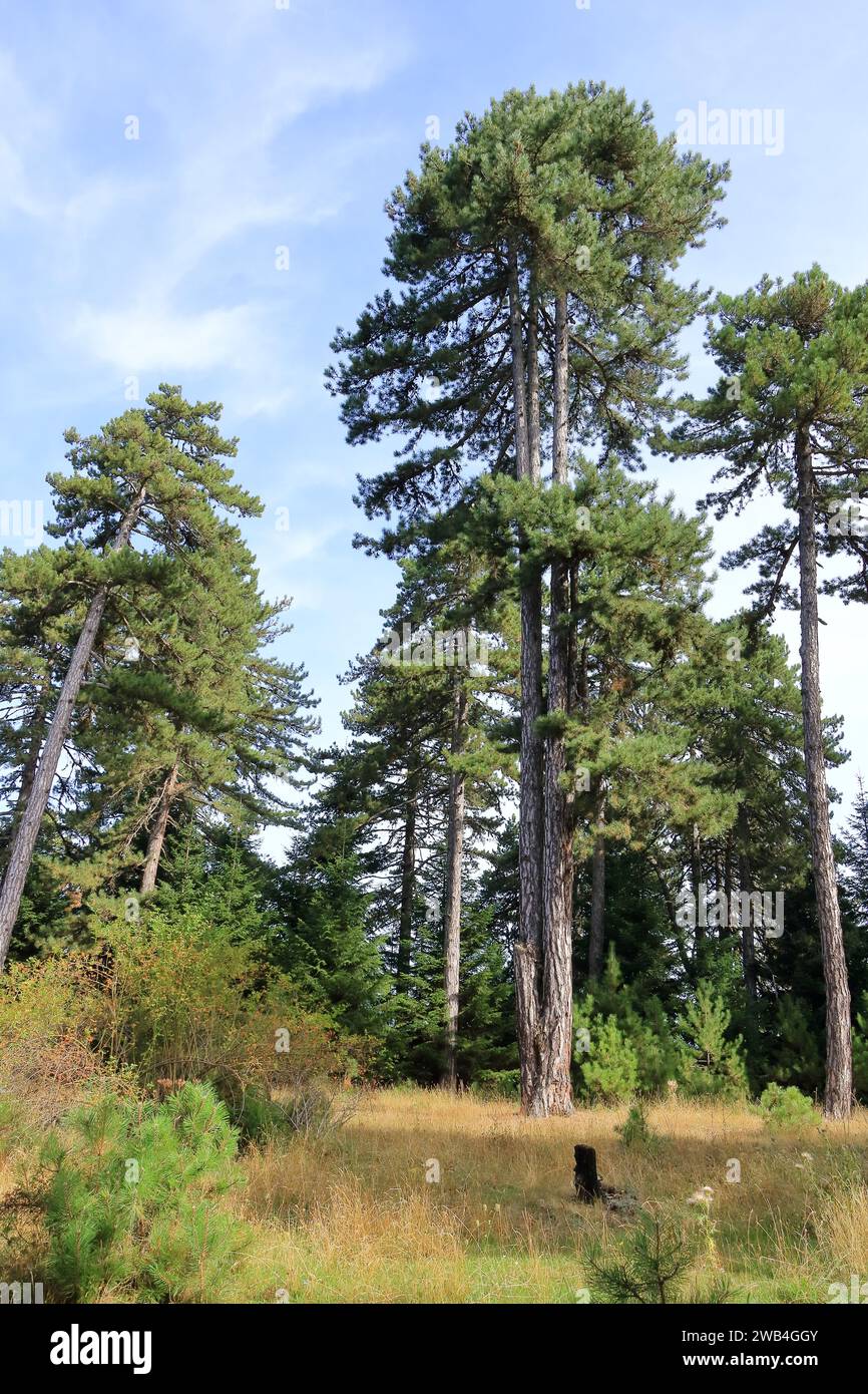 pine tree with a divided trunk Stock Photo - Alamy