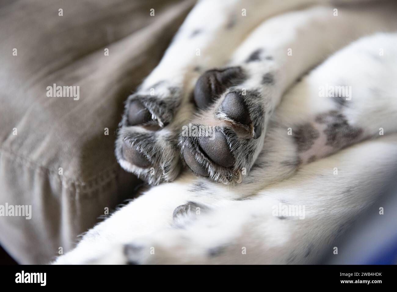 Detailed close up dogs hi-res stock photography and images - Alamy