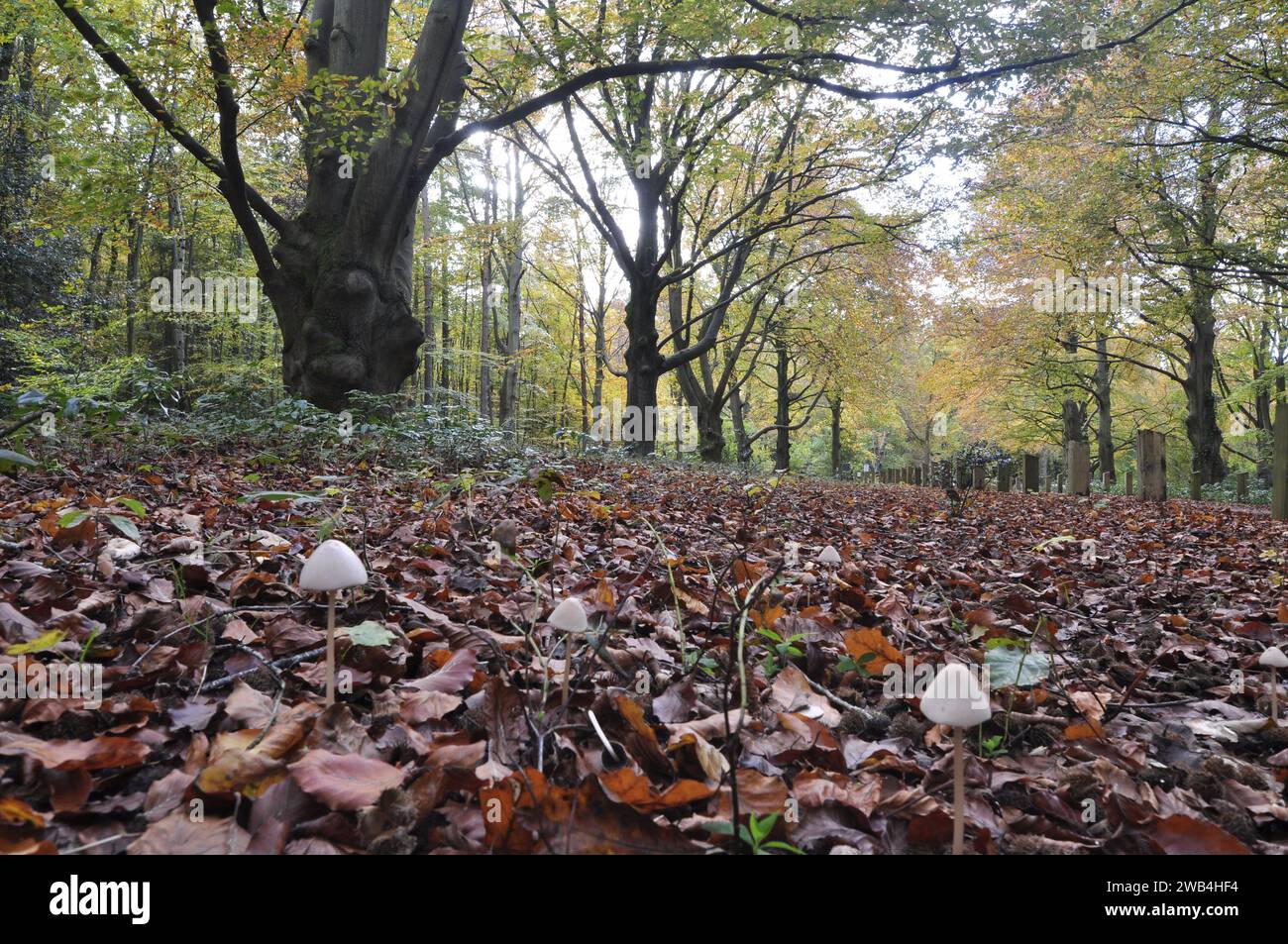 Brandon Country Park, Suffolk, England, UK Stock Photo - Alamy