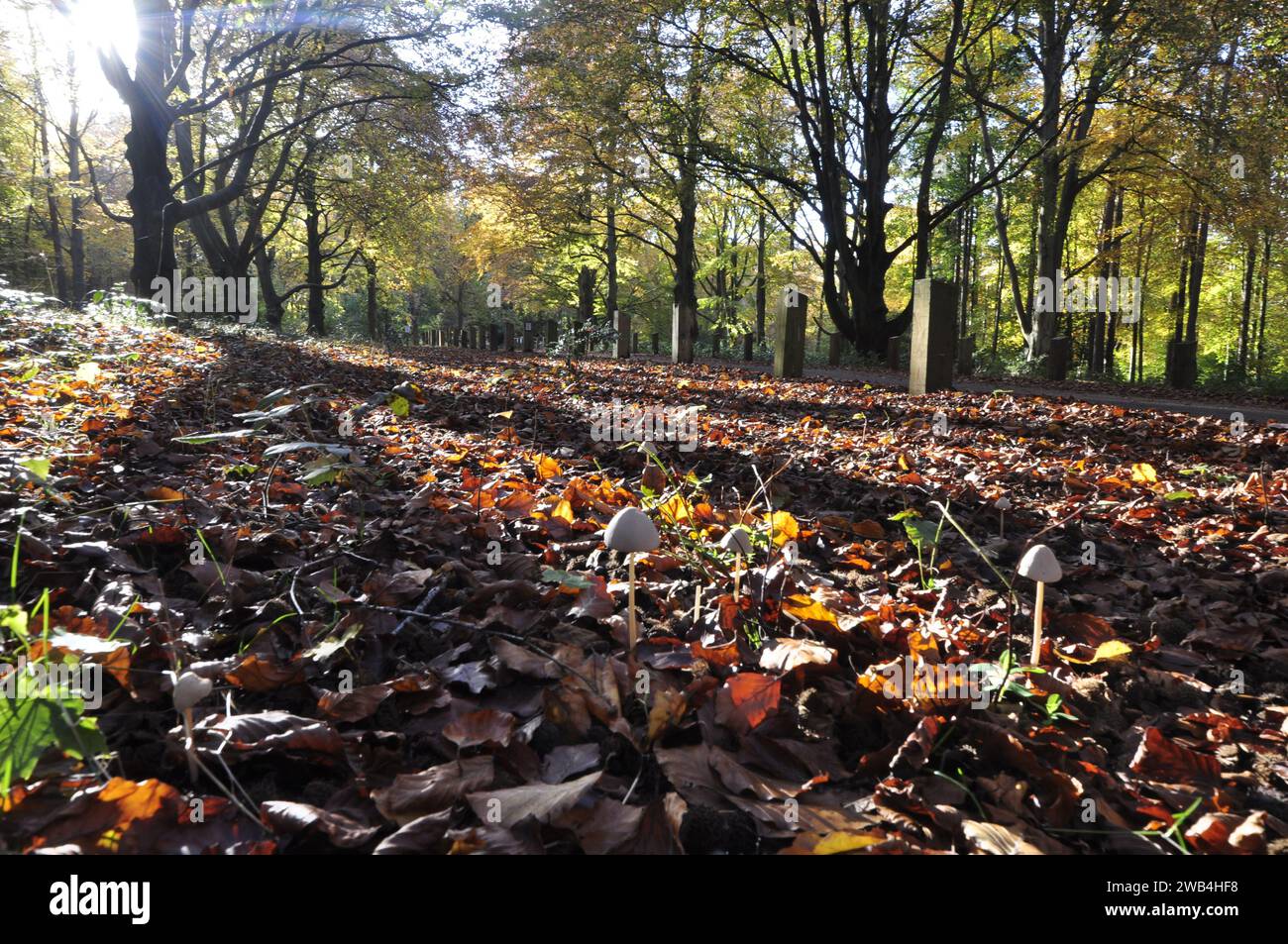Brandon Country Park, Suffolk, England, UK Stock Photo - Alamy