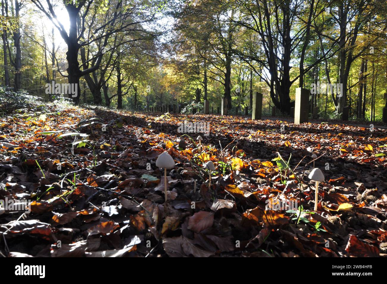 Brandon Country Park, Suffolk, England, UK Stock Photo - Alamy