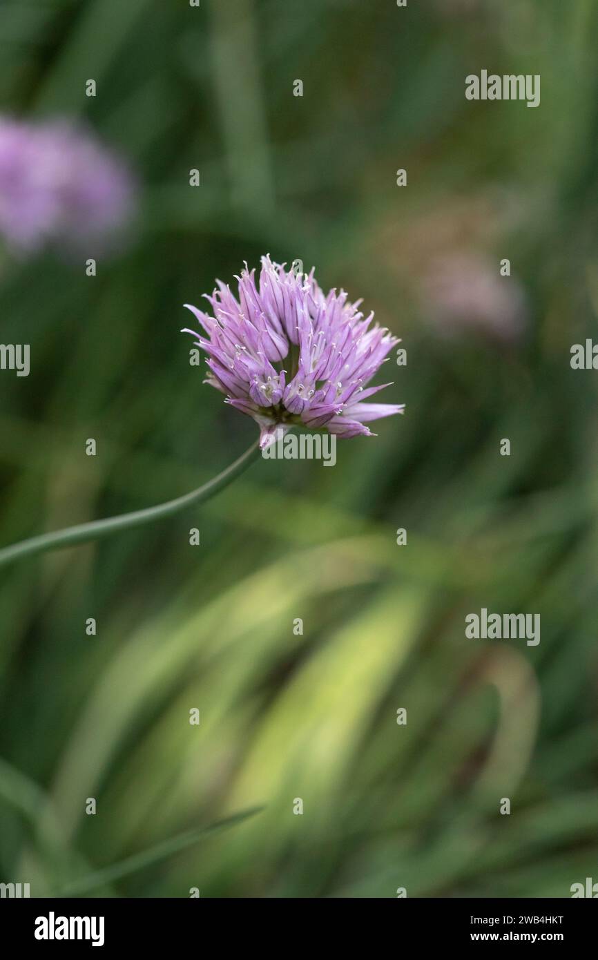 single chive blossom growing in a herb garden, Saskatchewan, Canada ...
