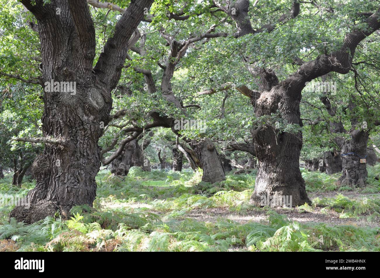 Staverton Thicks, Suffolk, England, UK Stock Photo - Alamy