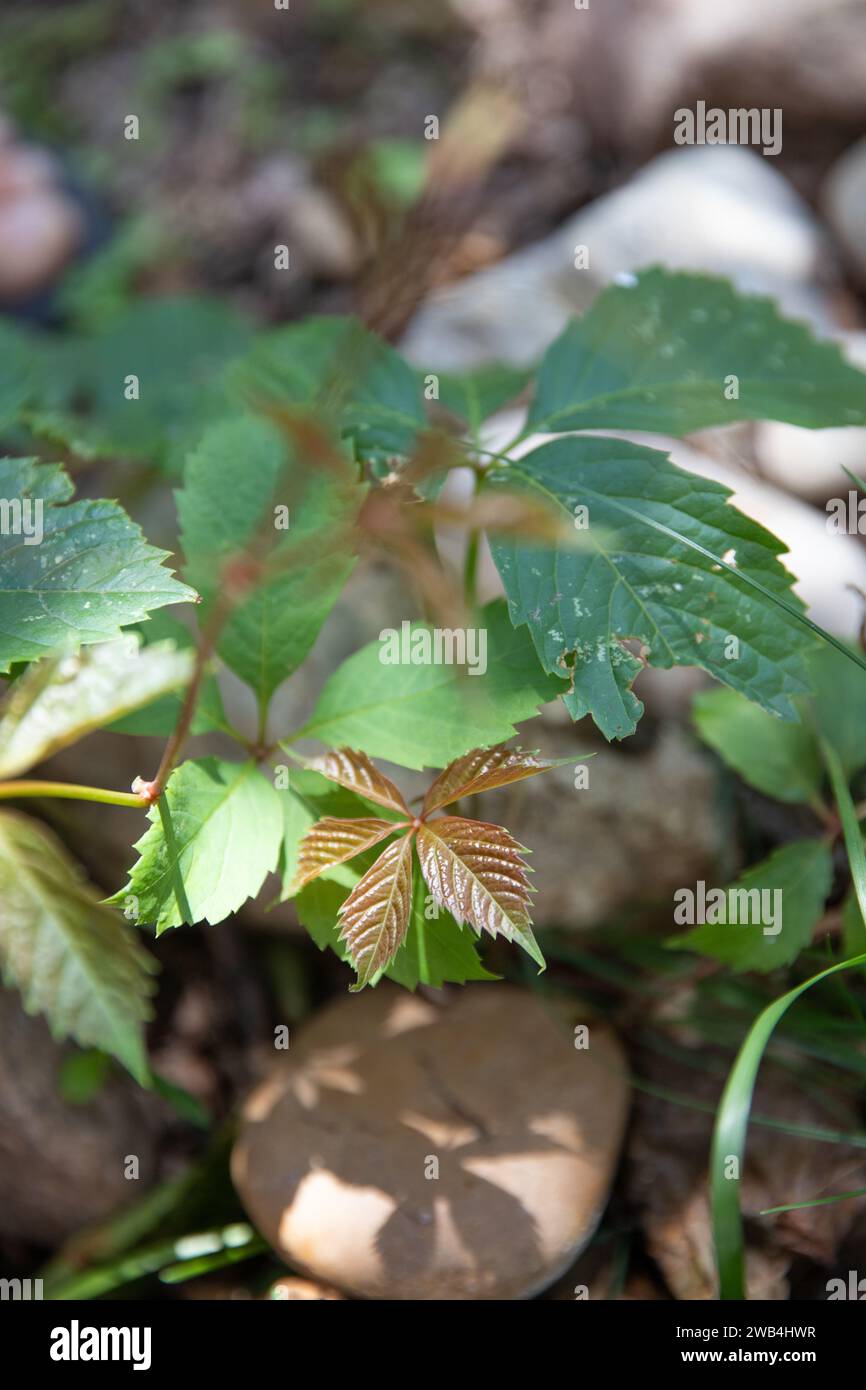Virginia creeper vines parthenocissus hi-res stock photography and ...