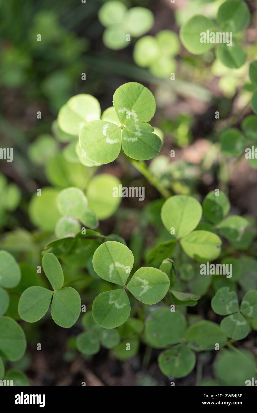 clover, eco friendly, drought resistant lawn alternative Stock Photo ...