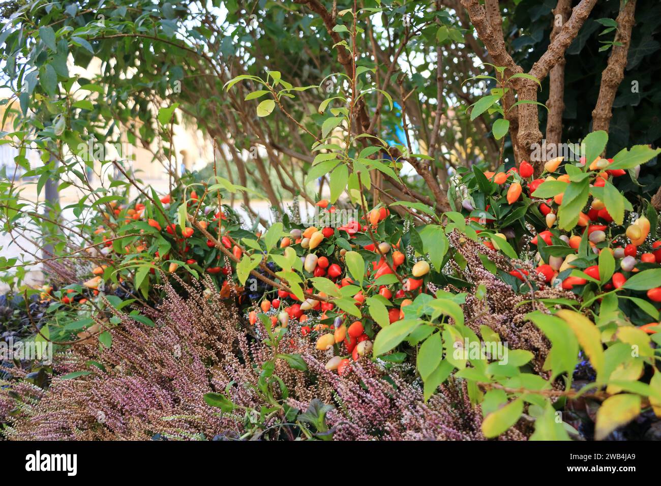 cute ornamental pepper in a vegetable garden (Capsicum annuum Stock ...