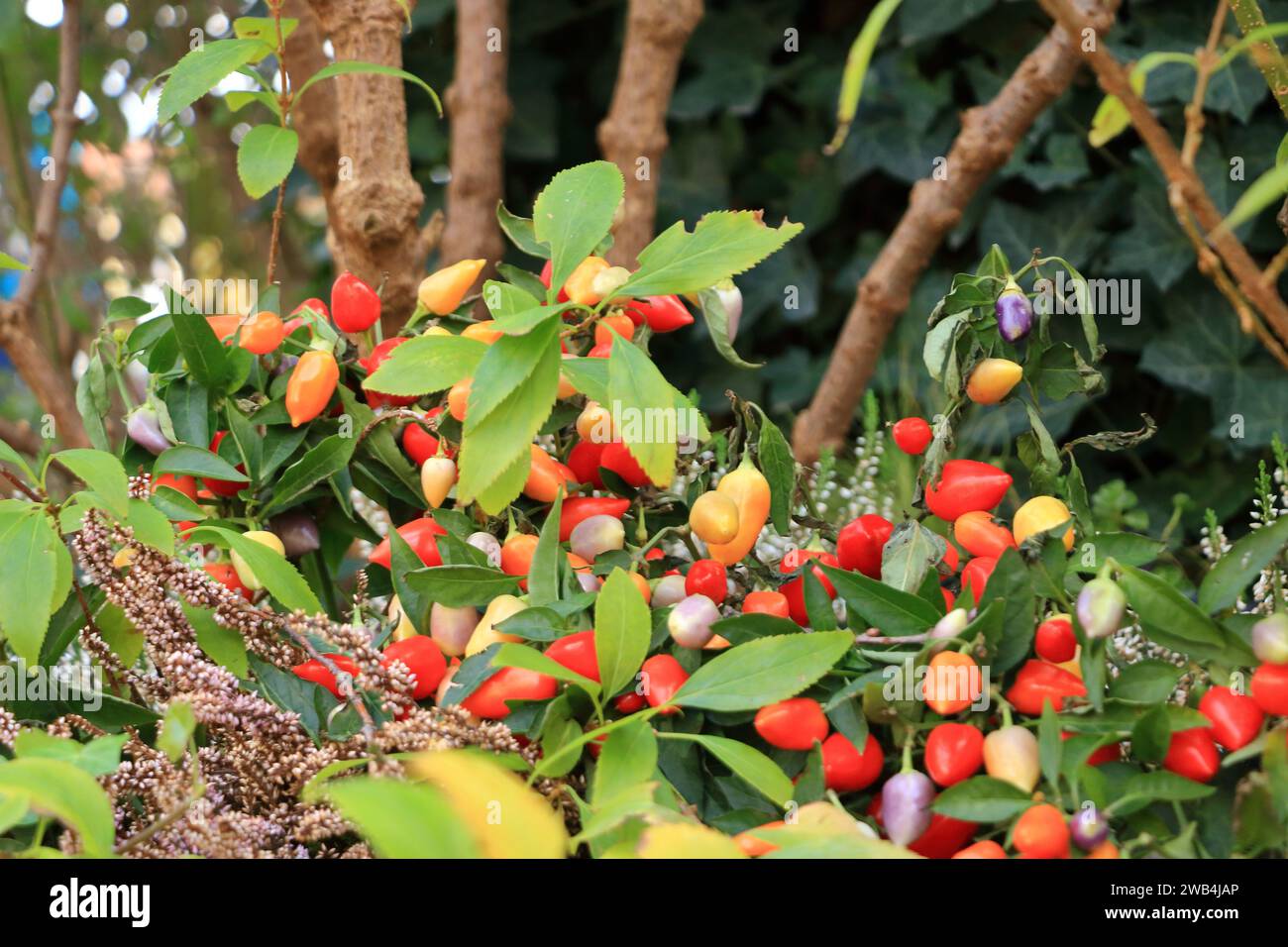 cute ornamental pepper in a vegetable garden (Capsicum annuum Stock ...