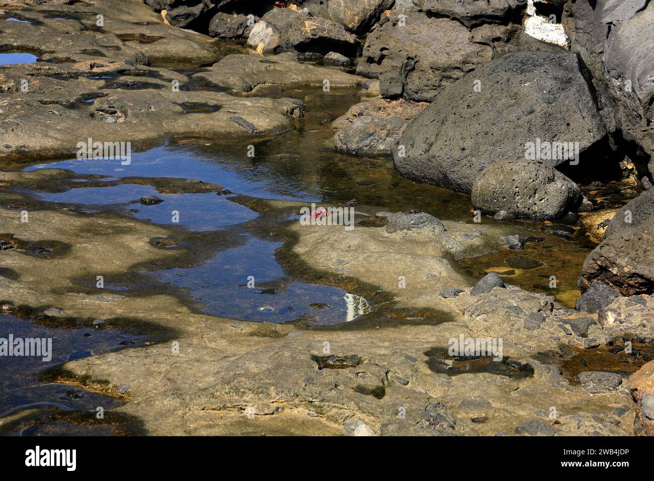 Rock pools with crabs, El Cotillo, Fuerteventura, Canary Islands, Spain ...