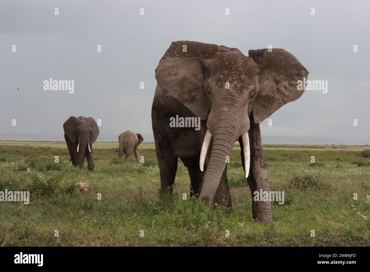 Elephants in Amboseli National Park Stock Photo - Alamy