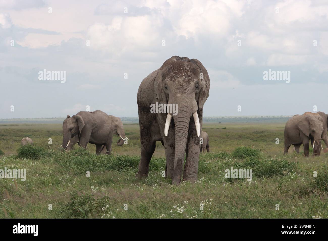 Photography elephants hi-res stock photography and images - Alamy