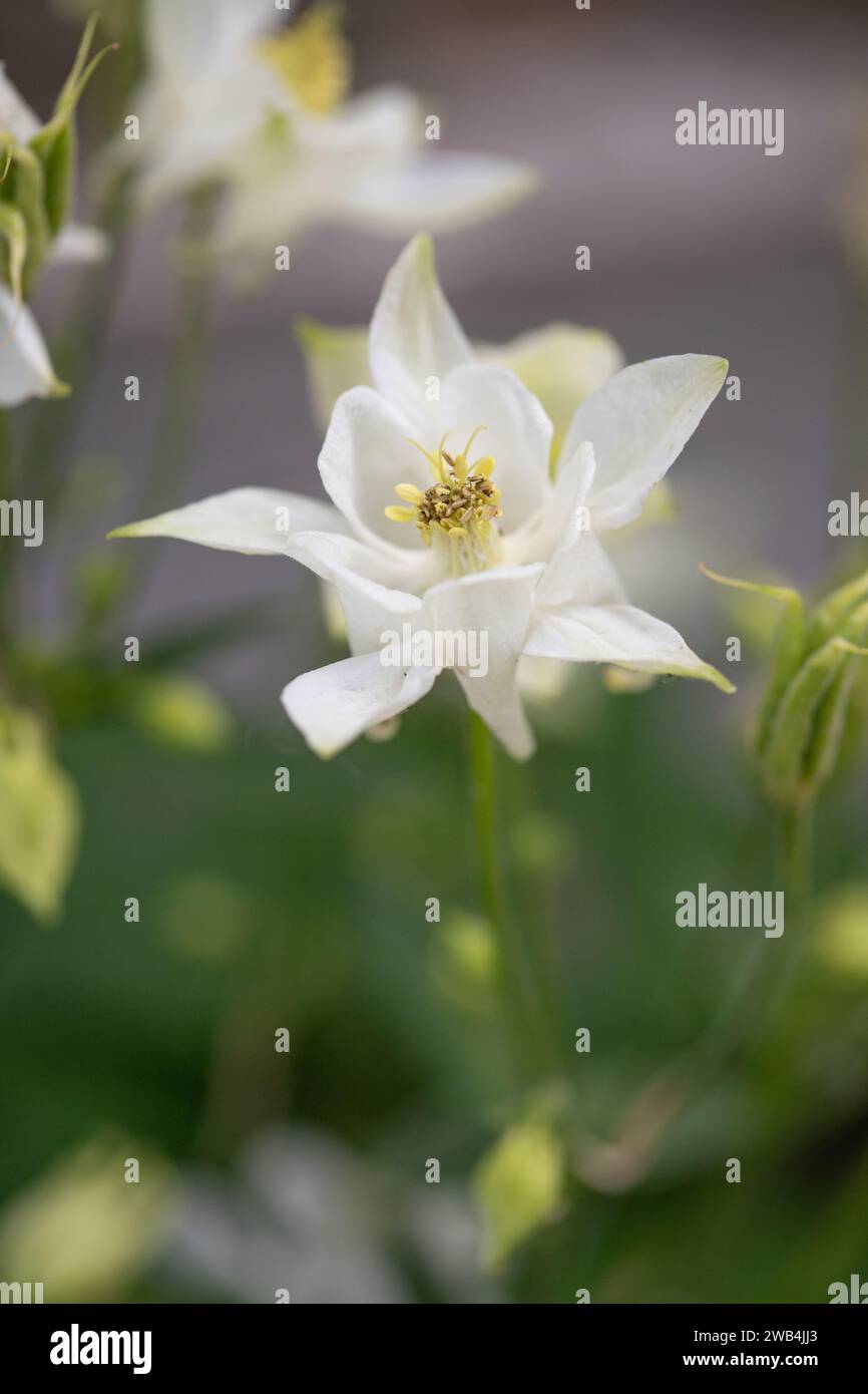 White star shaped perennial flower Stock Photo - Alamy