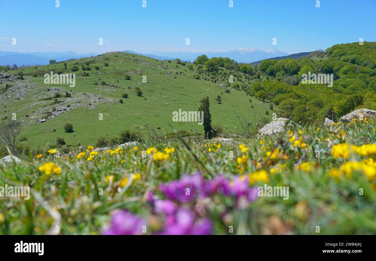 France, mountain pasture in the Pyrenees with wildflowers in foreground ...