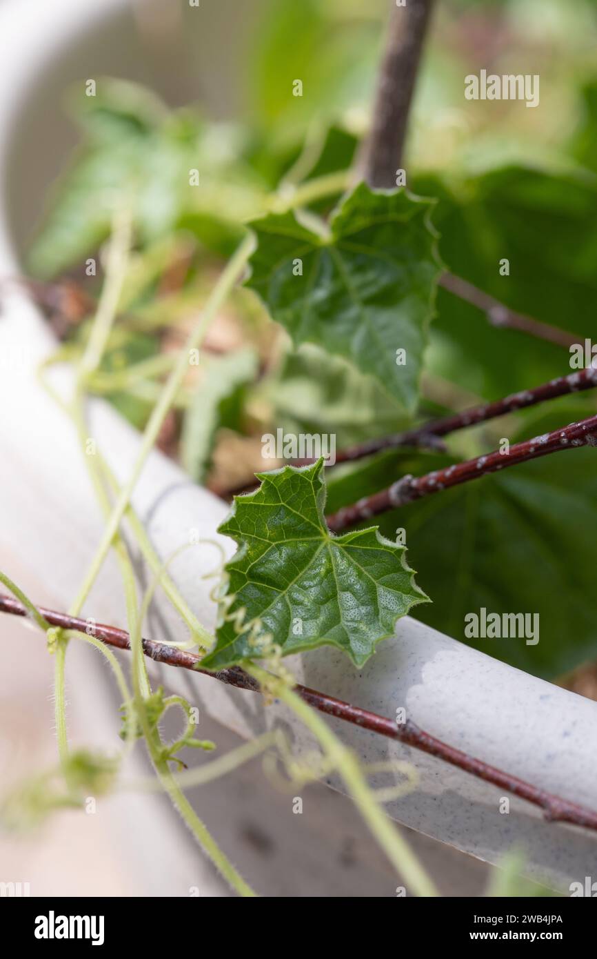 Cucamelon grown in container hi-res stock photography and images - Alamy