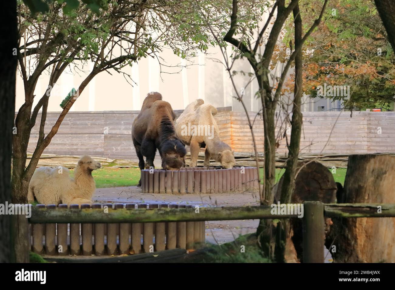 Bactrian camel eating food Stock Photo - Alamy