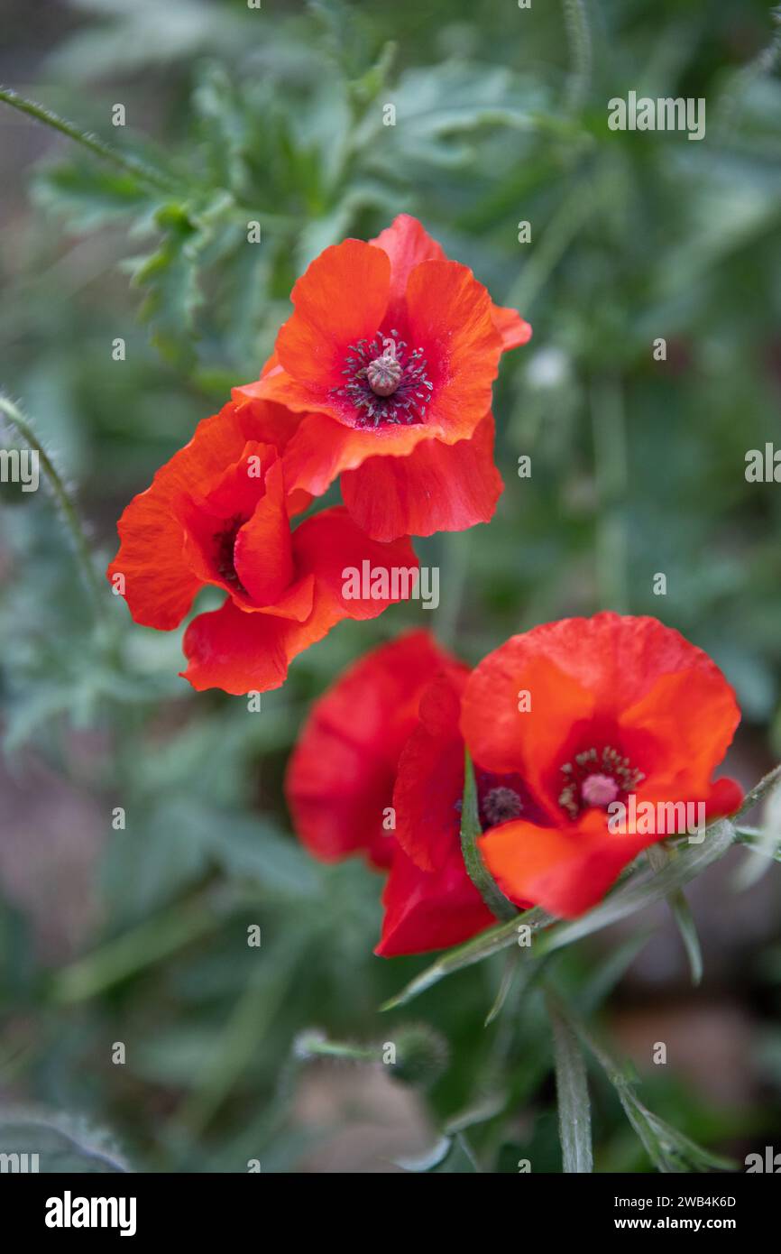 field of red poppies, remembrance, cottage garden, Canada Stock Photo ...