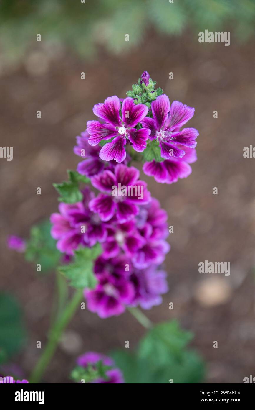 Common flowers in canada hi-res stock photography and images - Alamy