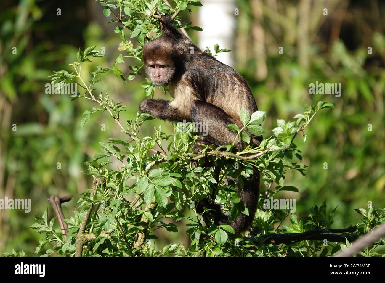 Golden-bellied capuchins or buffy-head capuchins (Sapajus xanthosternos ...