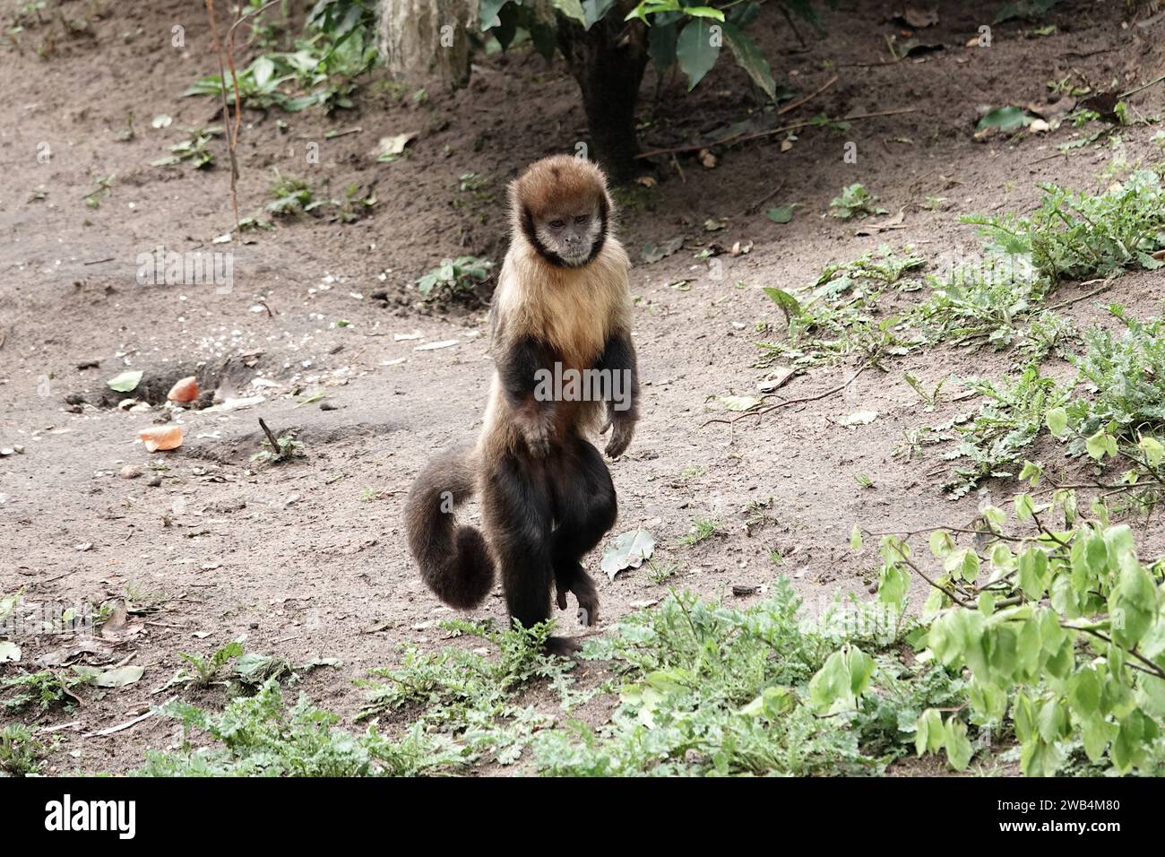 Golden-bellied capuchins or buffy-head capuchins (Sapajus xanthosternos ...