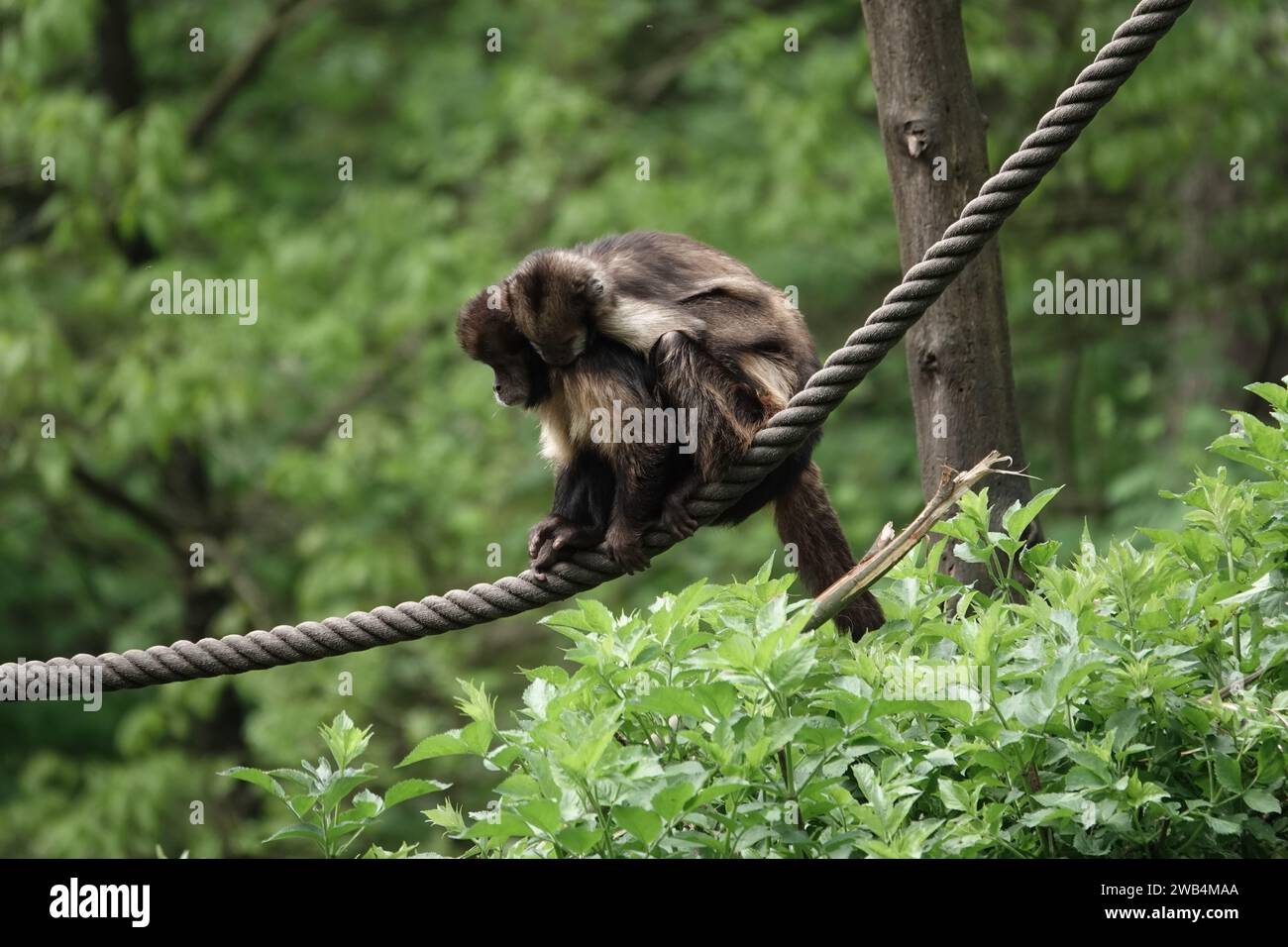 Golden bellied capuchin hi-res stock photography and images - Alamy