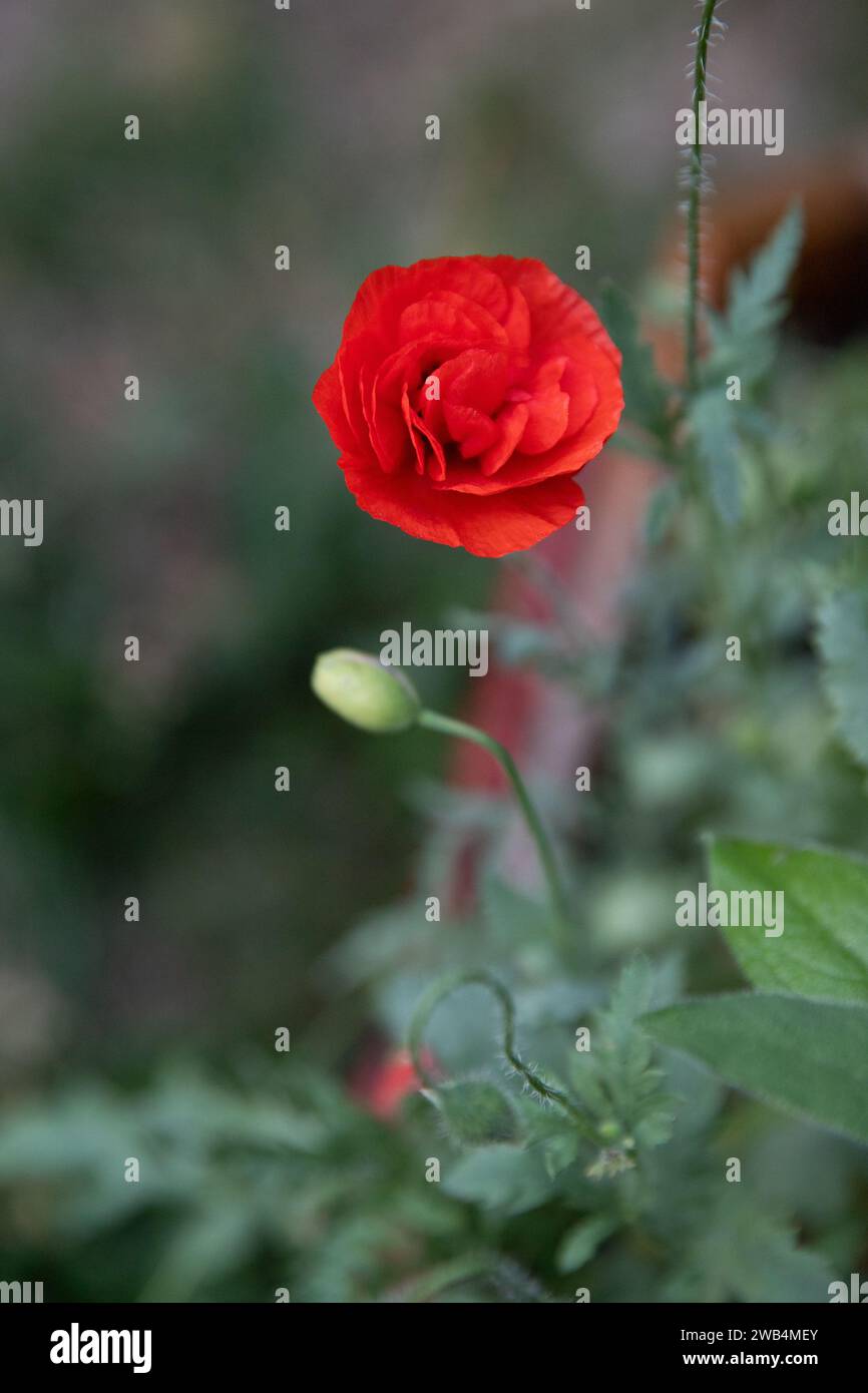 Gardening in saskatchewan hi-res stock photography and images - Alamy