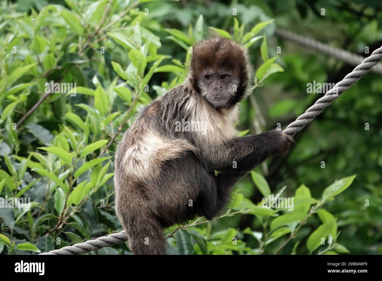 Golden bellied capuchin hi-res stock photography and images - Alamy