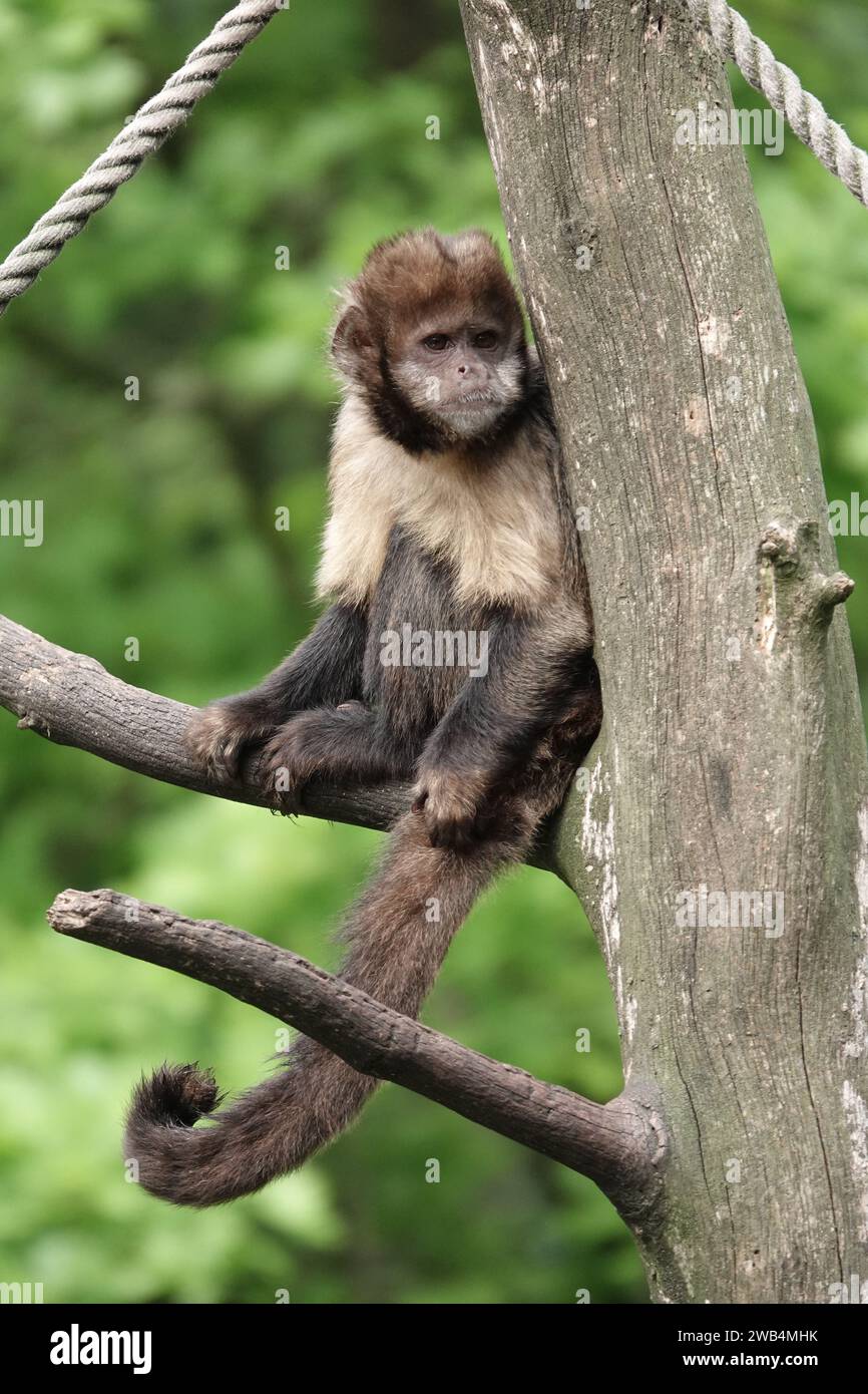 Golden-bellied capuchins or buffy-head capuchins (Sapajus xanthosternos ...