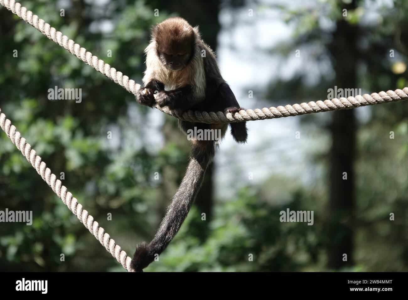 Golden-bellied capuchins or buffy-head capuchins (Sapajus xanthosternos ...