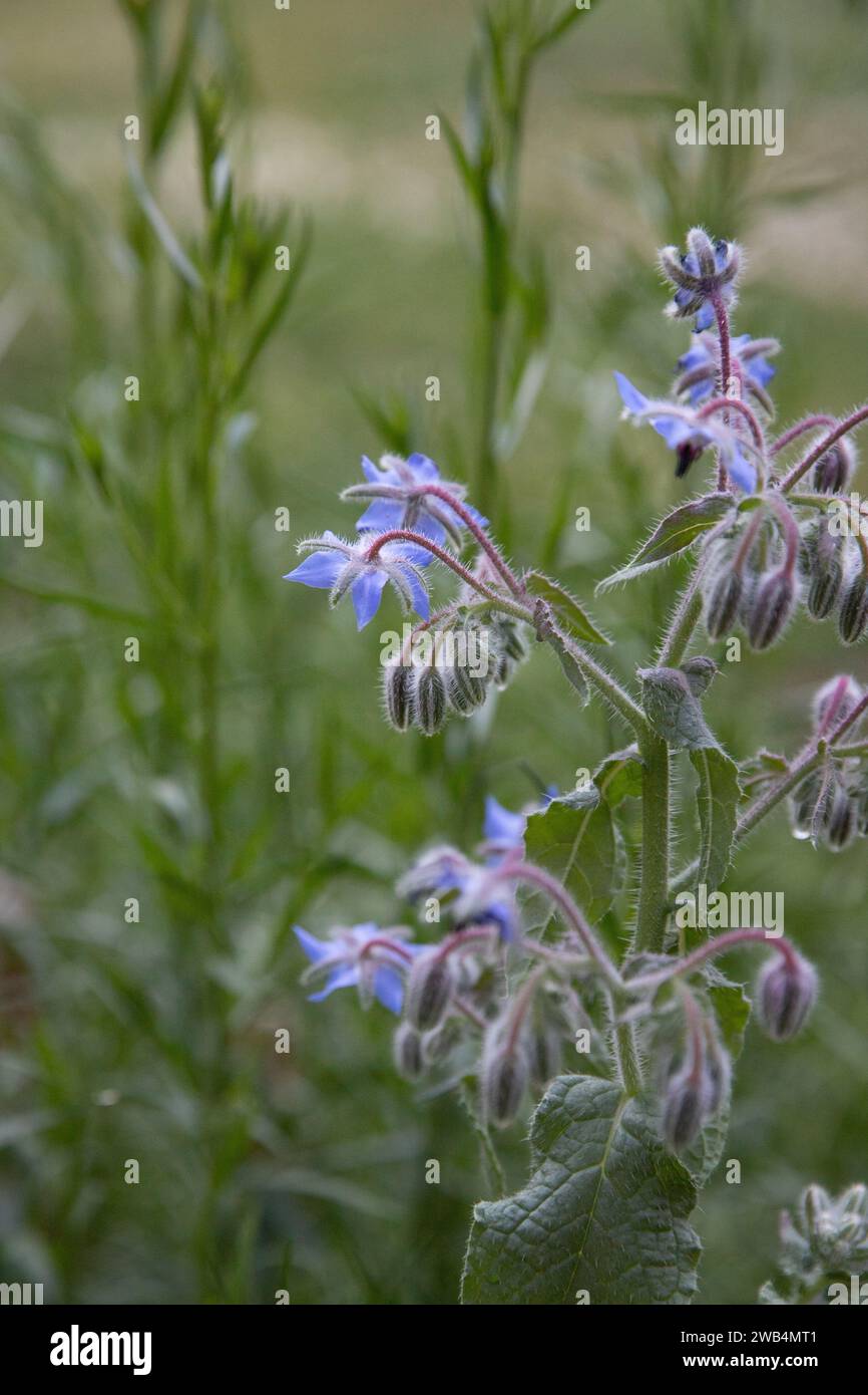 blue borage flowers in a herb garden, Saskatchewan, Canada Stock Photo ...