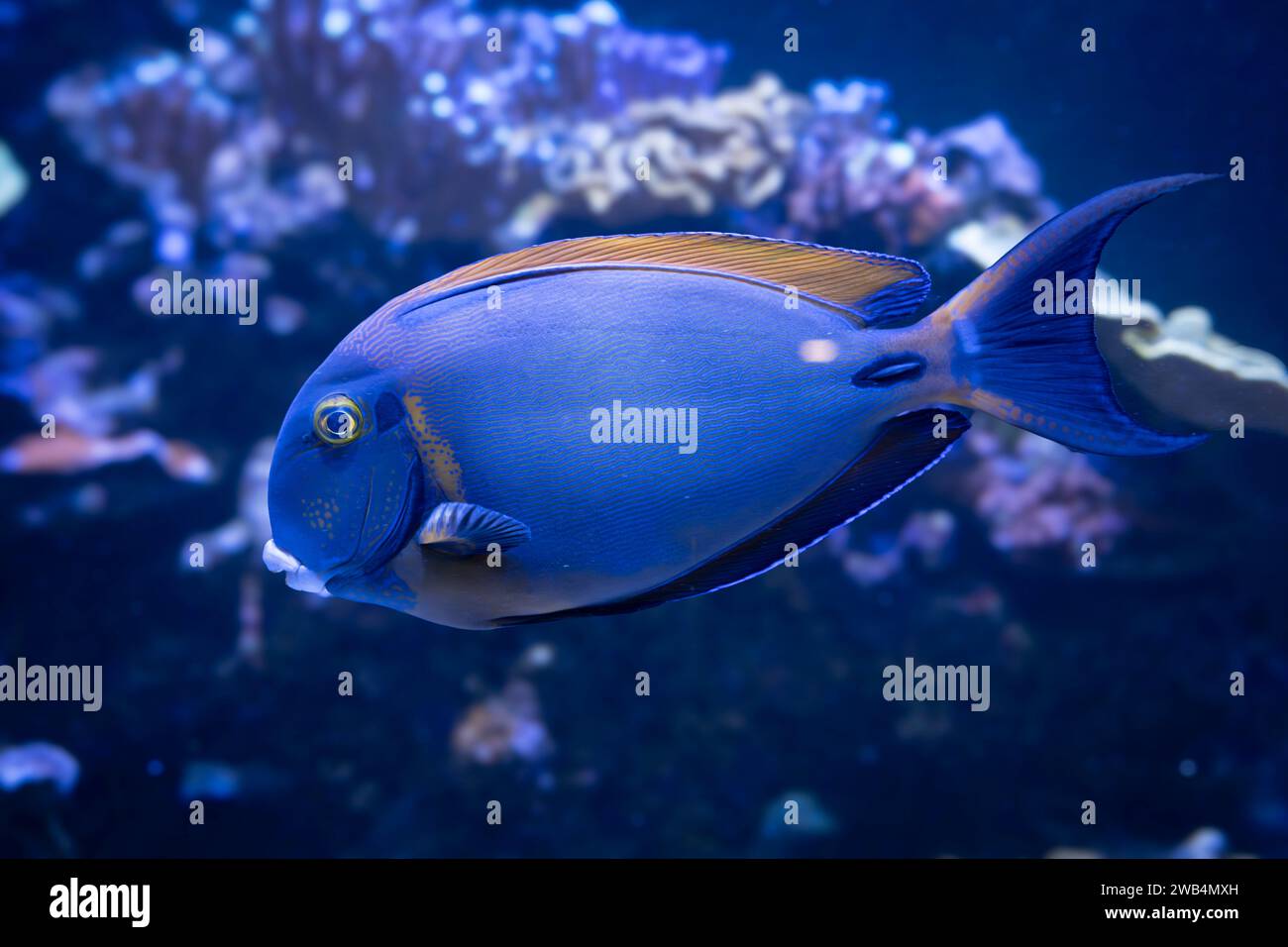 Palais de la Porte Dorée. Tropical fishes. View of an ocellus surgeon ...