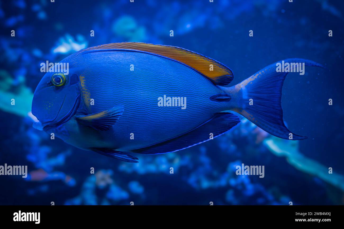 Palais de la Porte Dorée. Tropical fishes. View of an ocellus surgeon ...