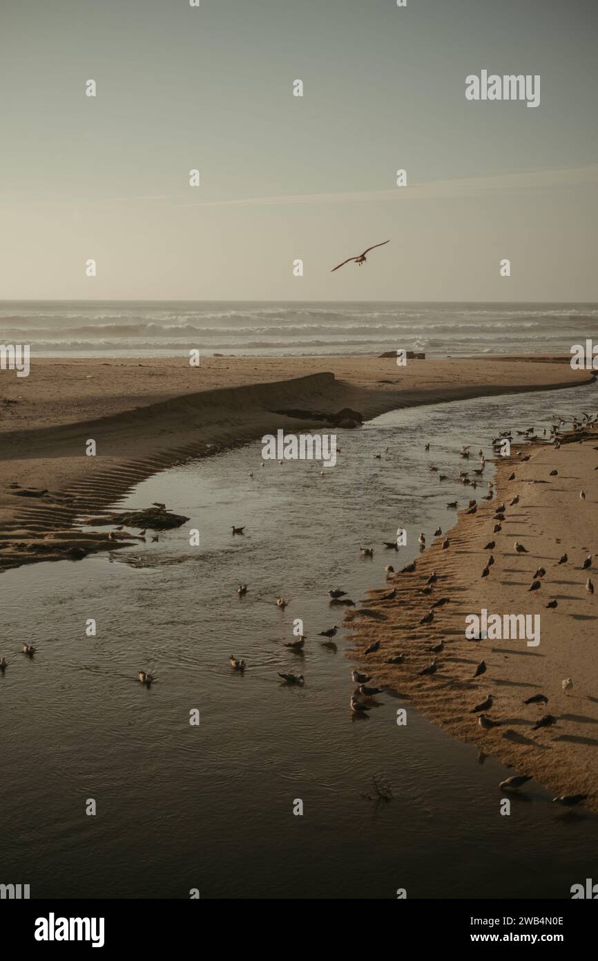 A flock of birds soar over a sandy beach with the glistening ocean in ...