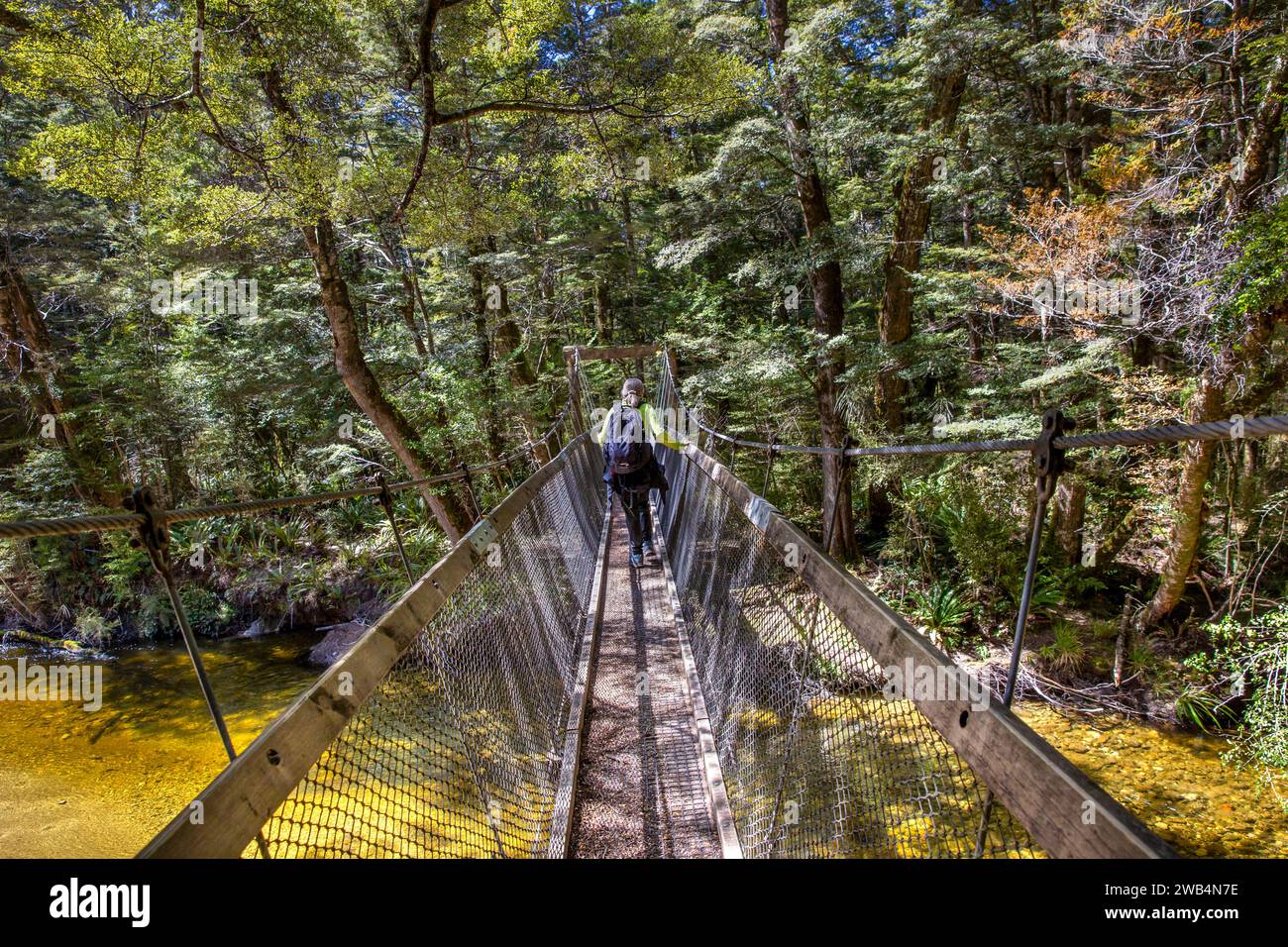 Footbridge over Pig Creek on the Borland Nature Walk through native lowland beech forests in the ...