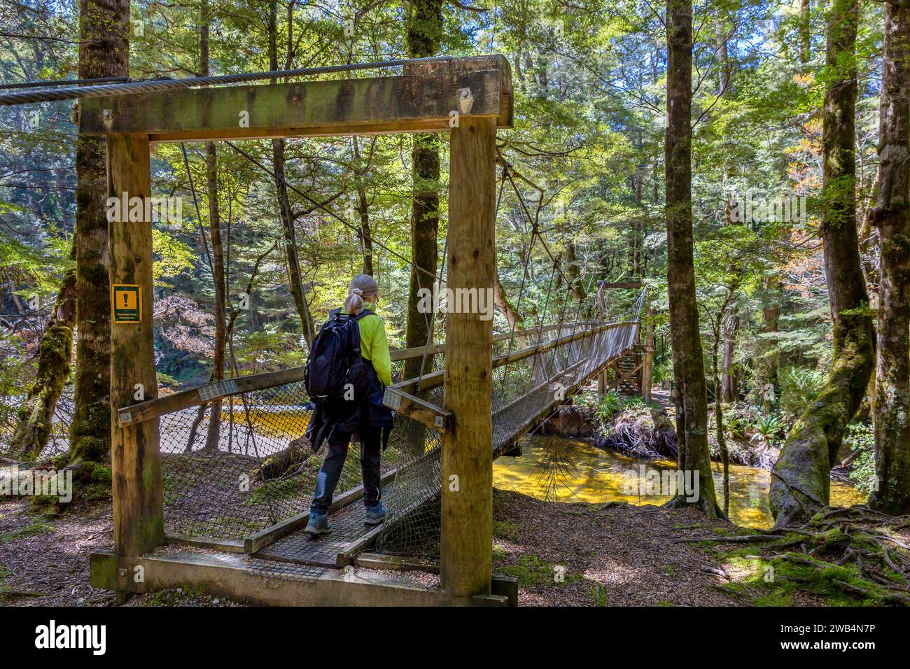 Footbridge over Pig Creek on the Borland Nature Walk through native lowland beech forests in the ...