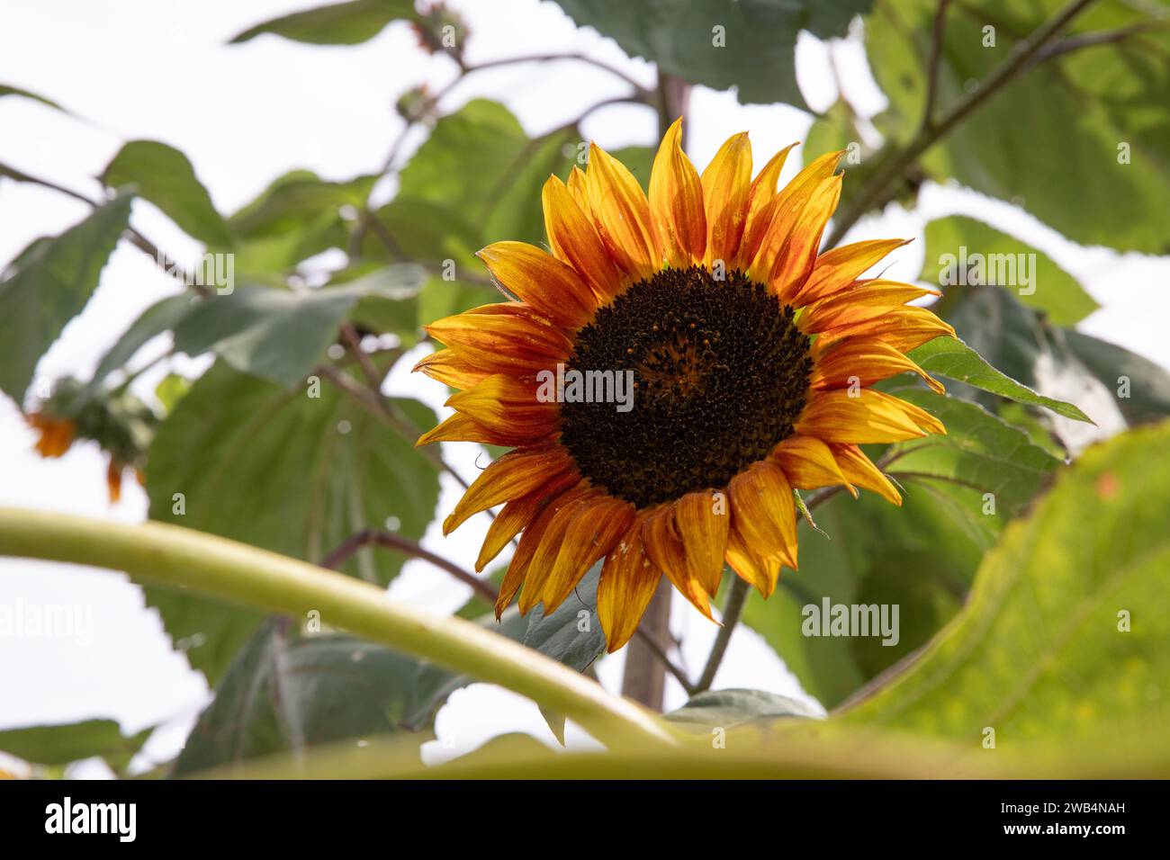Variegated bee hi-res stock photography and images - Alamy